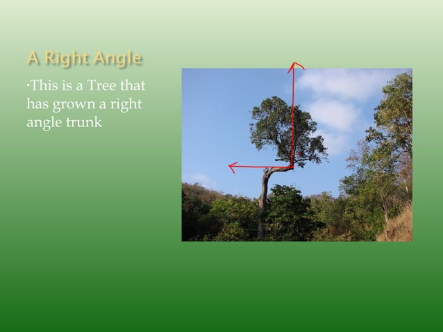 Angles In Nature 2 | PPT