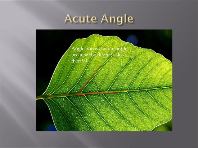 Angles In Nature 2 | PPT