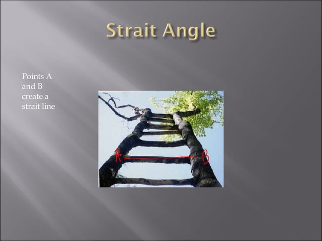 Angles In Nature 2 | PPT