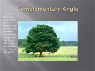 Angles In Nature 2 | PPT