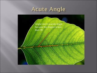 Adjacent Angles In Nature