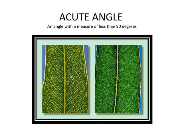 Angles In Life | PPTX