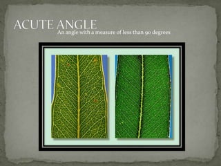 Angles In Life | PPTX