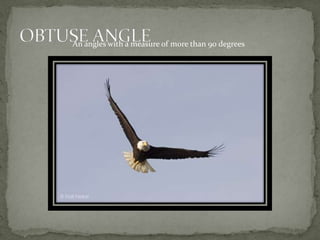 Angles In Life | PPTX