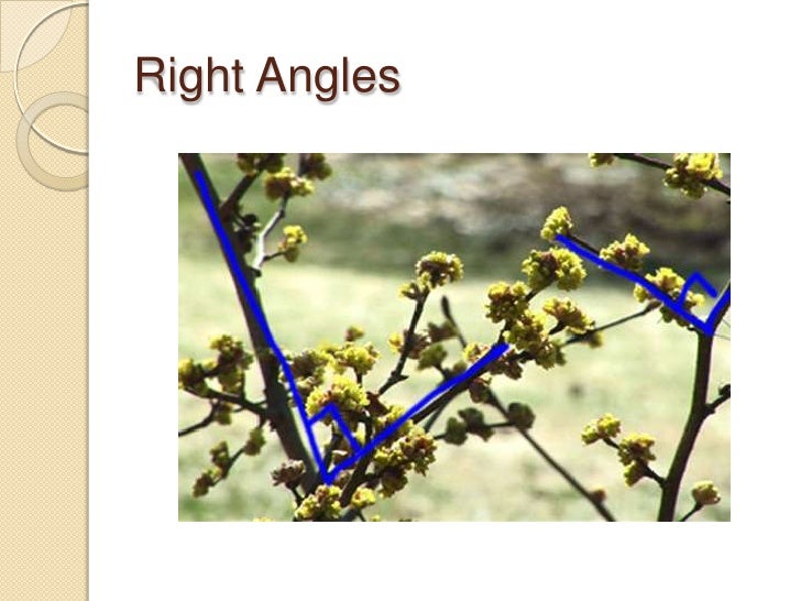 Angles In Trees Final2