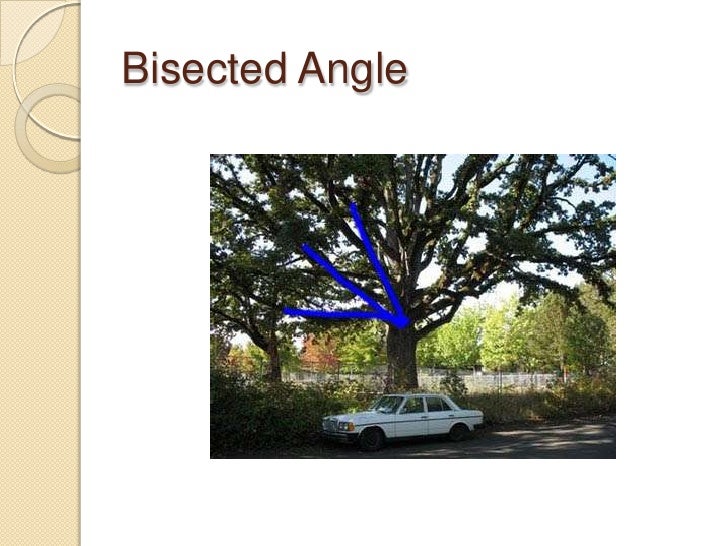 Angles In Trees Final2