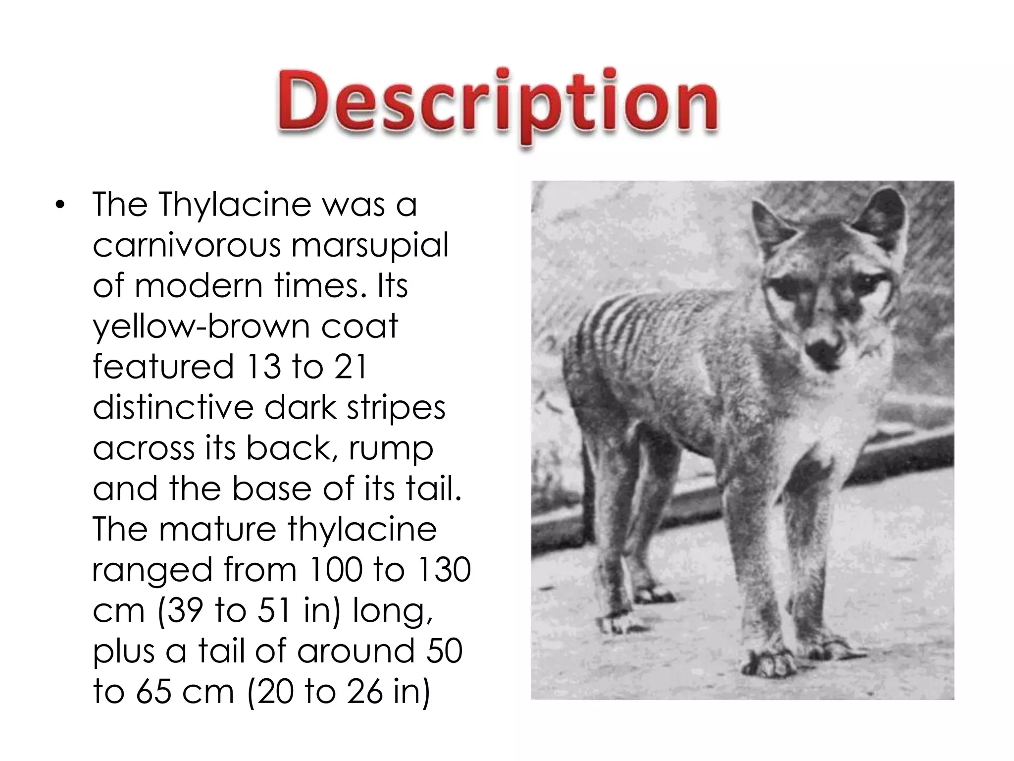 Thylacine,the Tasmanian tiger | PPT