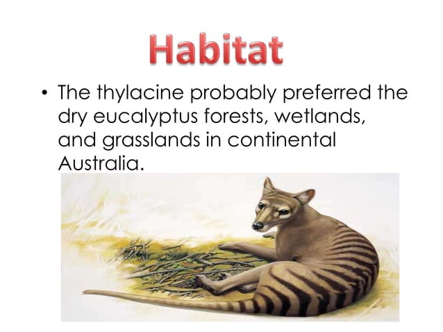 Thylacine,the Tasmanian tiger | PPT