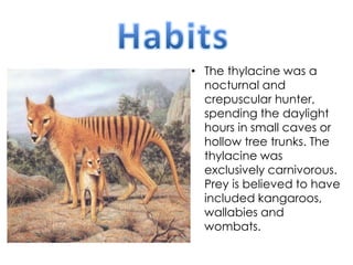 Thylacine,the Tasmanian tiger | PPTX