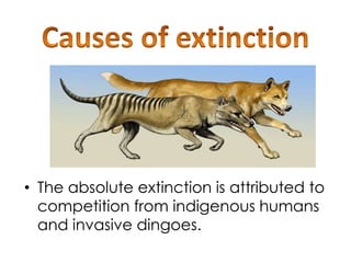 Thylacine,the Tasmanian tiger | PPT