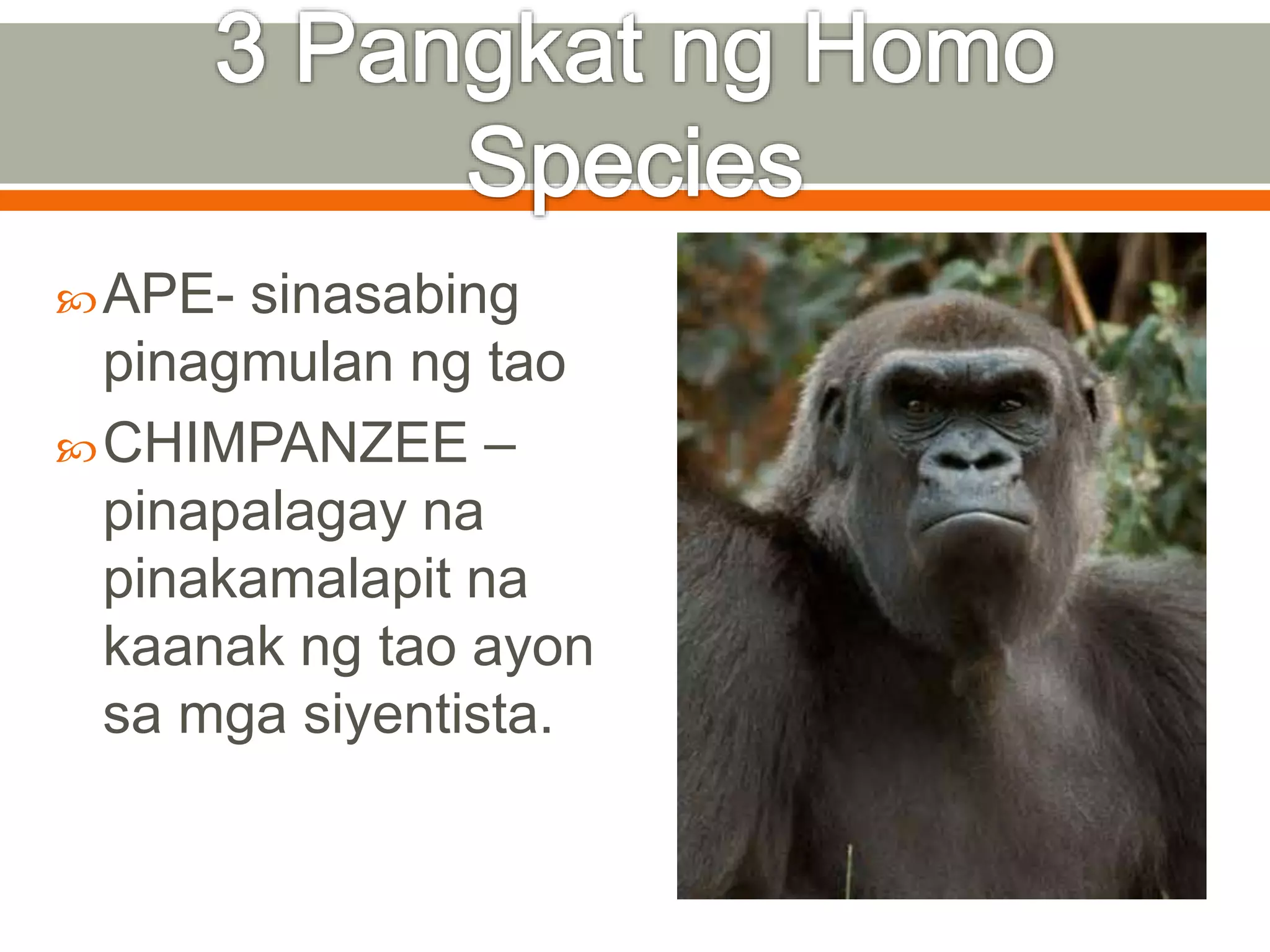 ANG MGA SINAUNANG TAO (Grade 9) | PPTX