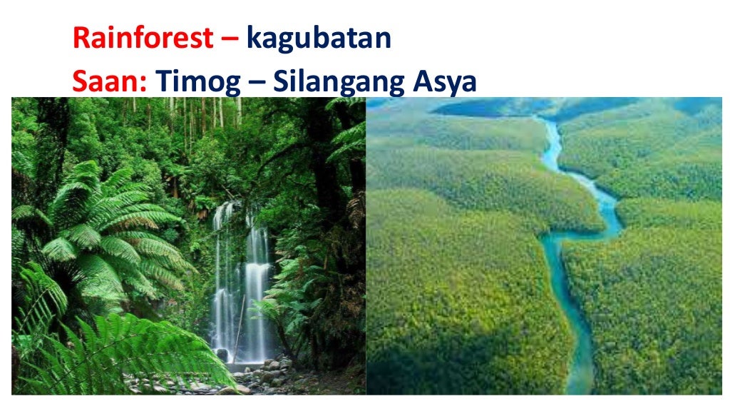 Ang mga vegetation cover ng asya