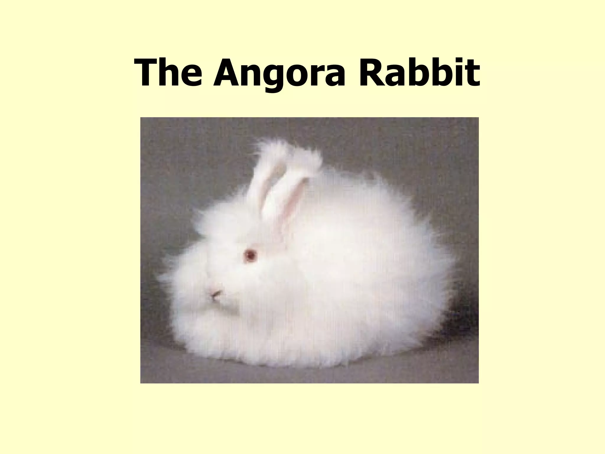 Angora Rabbit | PPT