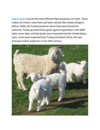 Angora meat goats | PDF