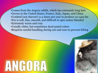 Angora Presentation | PPT
