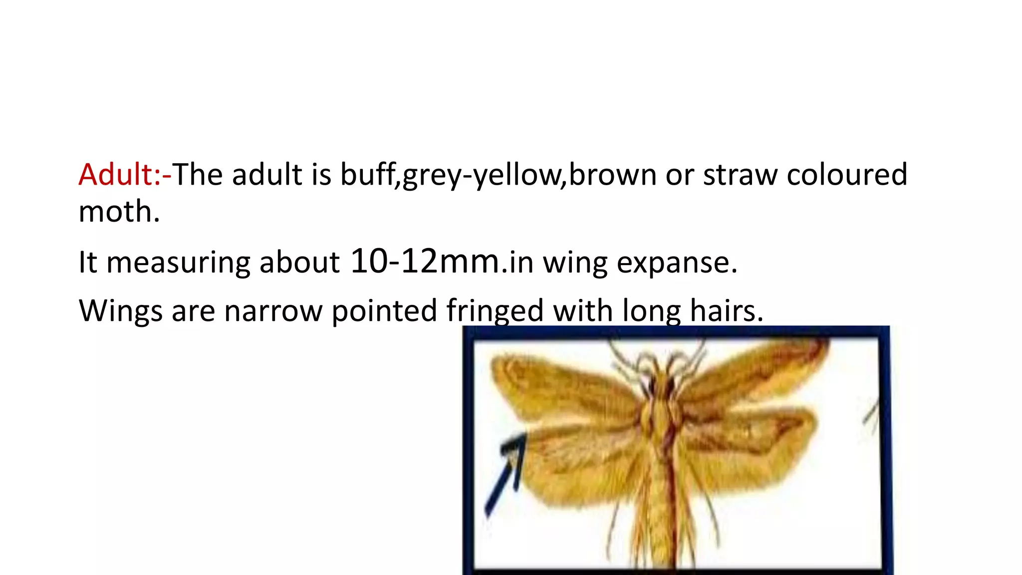 Angoumois grain moth | PPTX