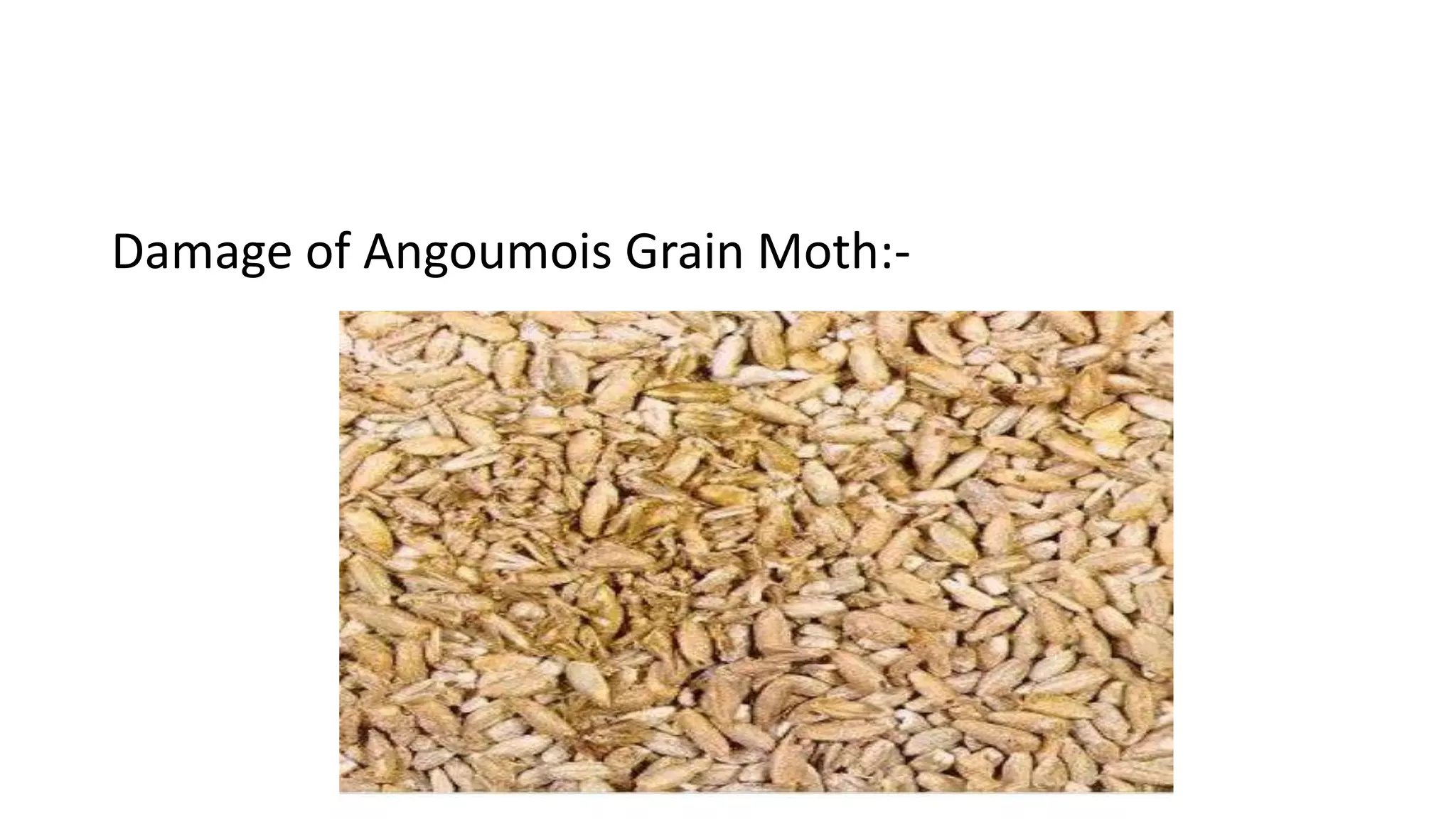 Angoumois grain moth | PPTX