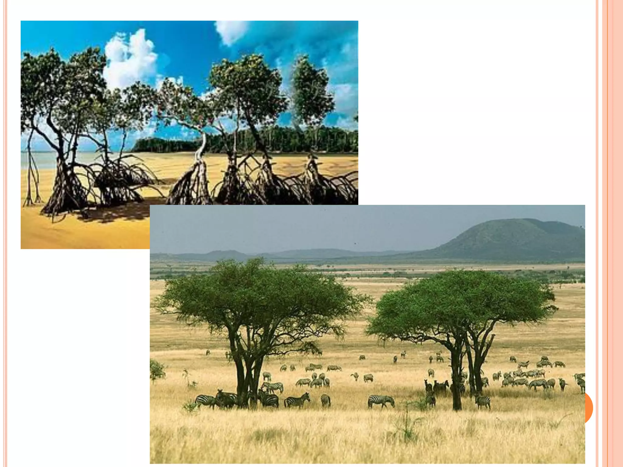 Ang Pinagmulan ng mga Unang Tao sa Daigdig - Kasaysayan ng Daigdig Grade 8 | PDF