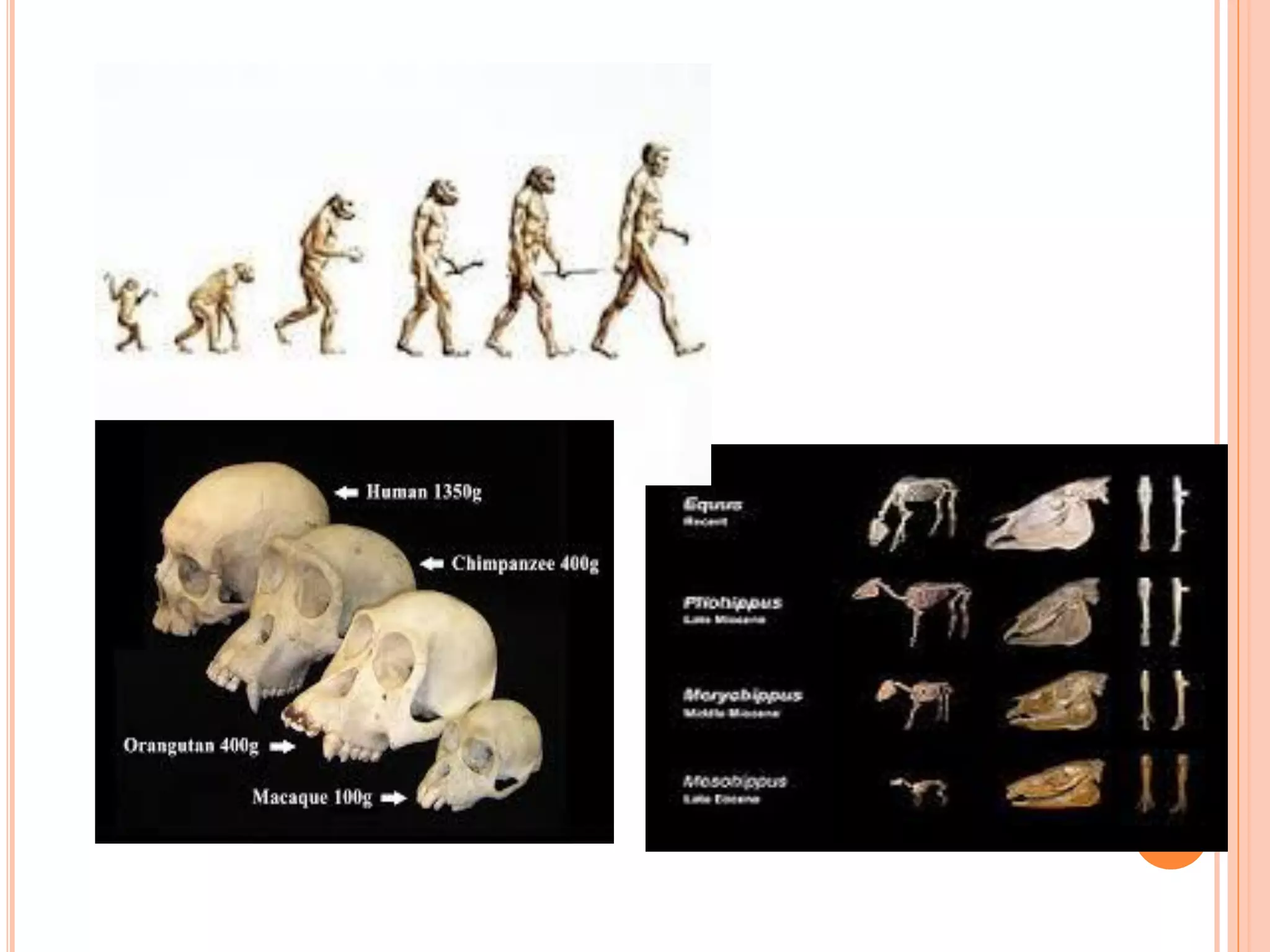 Ang Pinagmulan ng mga Unang Tao sa Daigdig - Kasaysayan ng Daigdig ...