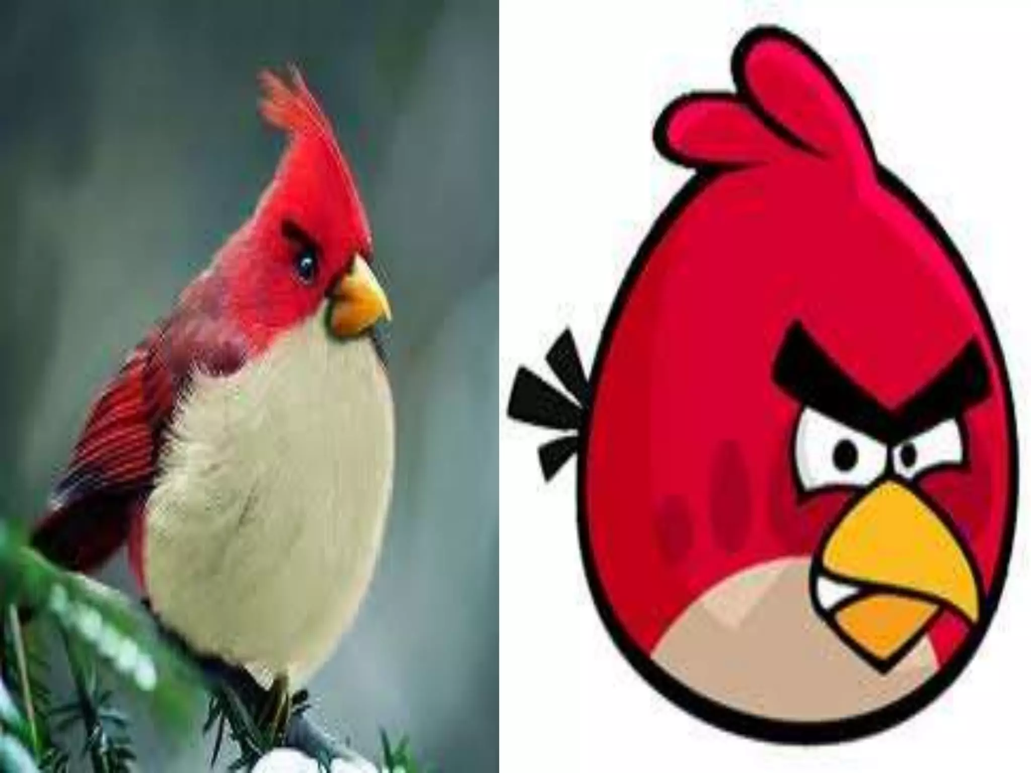 Angry birds na vida real | PPTX