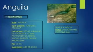Anguila | PPTX