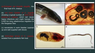 Anguillicoloides crassus | PPTX