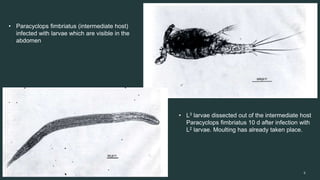 Anguillicoloides crassus | PPTX