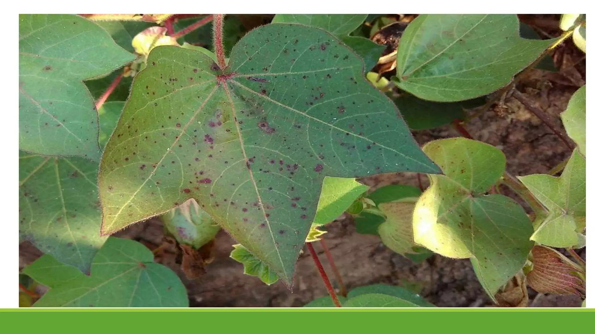 Angular leaf spot of cotton | PPTX