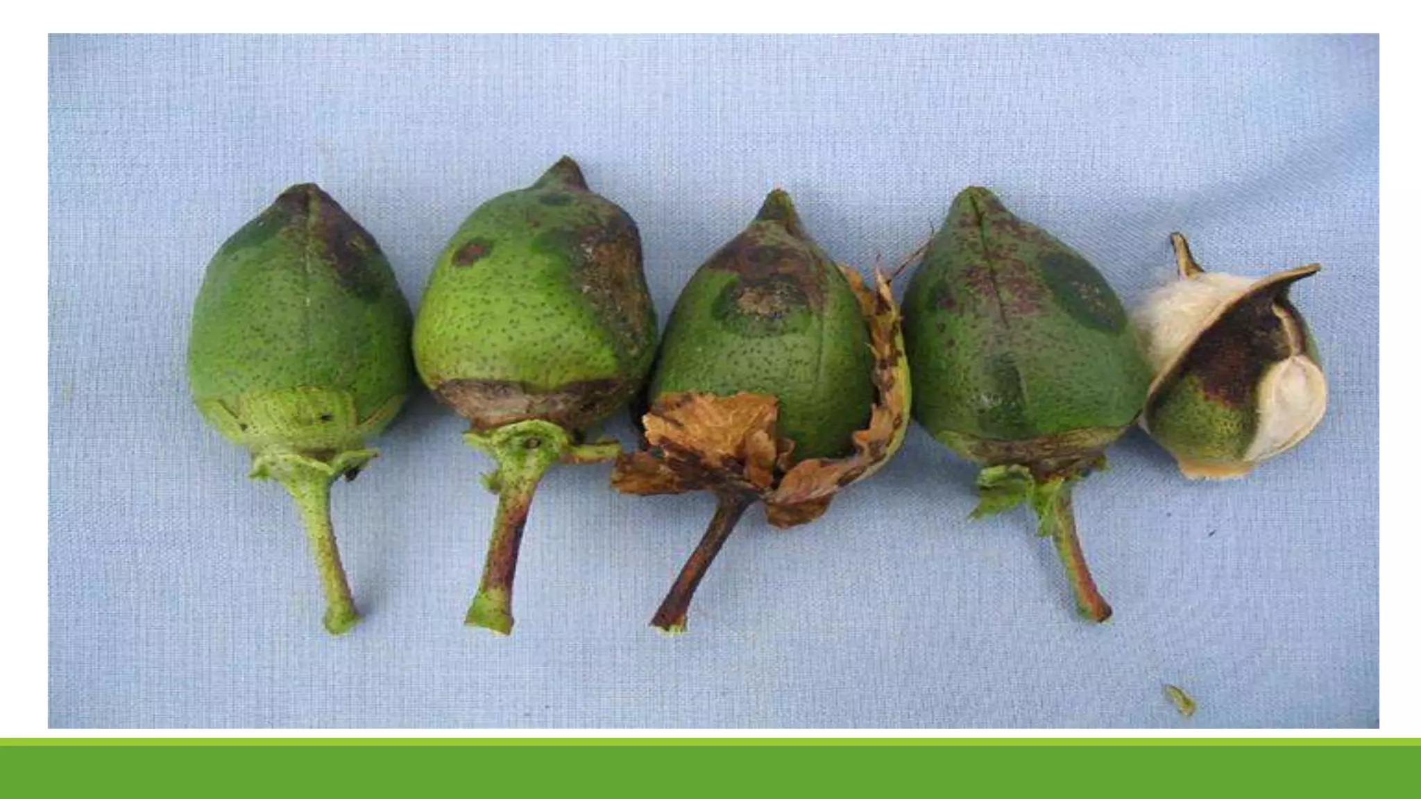 Angular leaf spot of cotton | PPTX