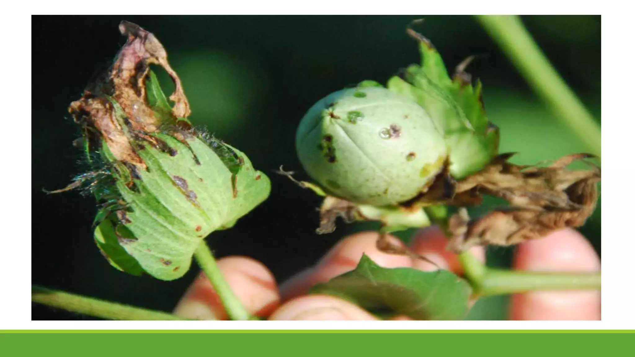 Angular leaf spot of cotton | PPTX