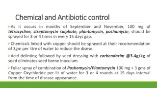 Angular leaf spot of cotton | PPTX