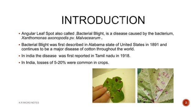 ANGULAR LEAF SPOT OF COTTON K R.pptx