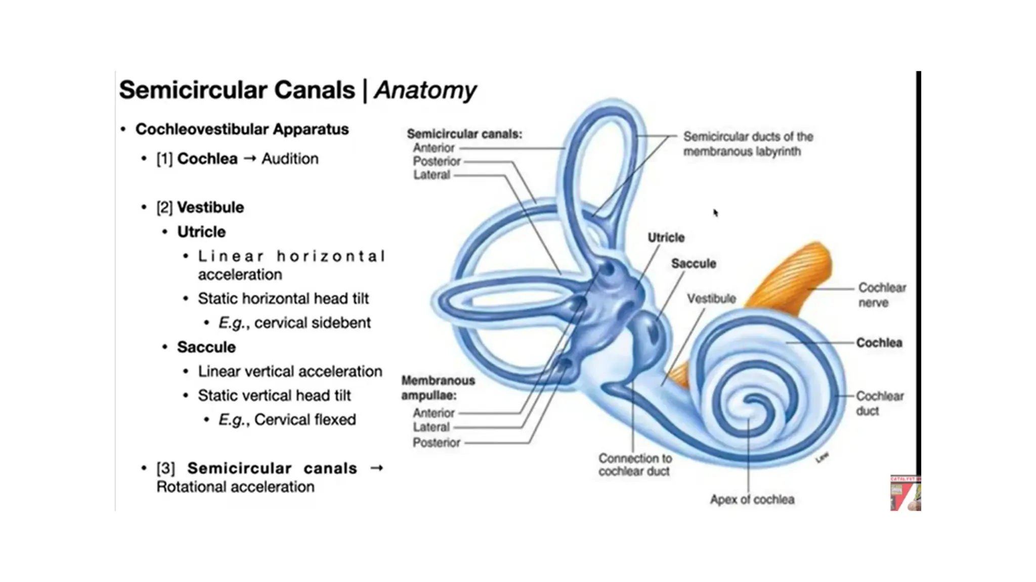 Angular movement in semicircular canal mechanism.pptx