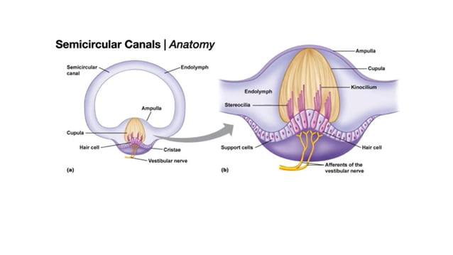 Angular movement in semicircular canal mechanism.pptx
