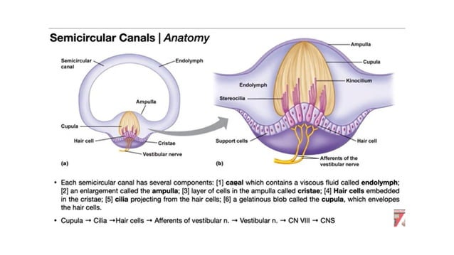 Angular movement in semicircular canal mechanism.pptx