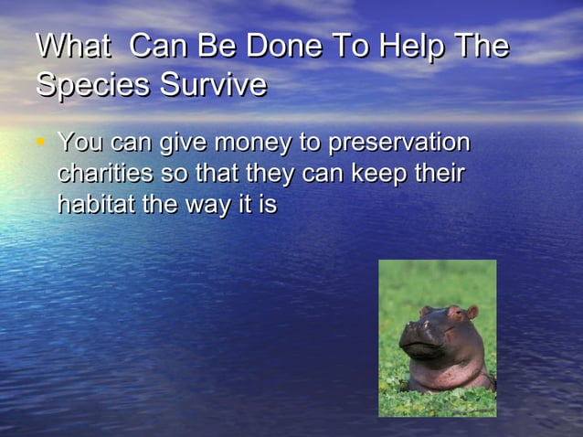 Angus mac donald amazing hippos | PPT