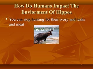 Angus mac donald amazing hippos | PPT