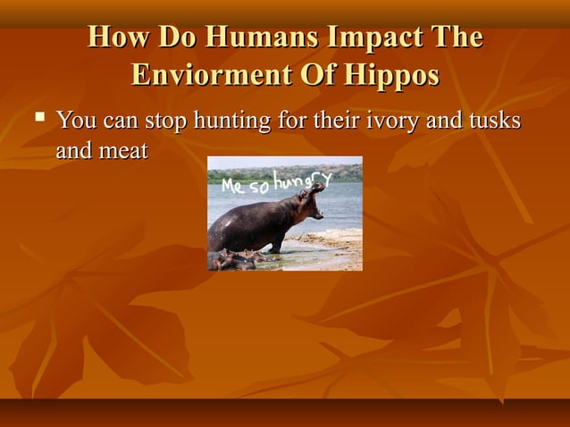 Angus mac donald amazing hippos | PPT
