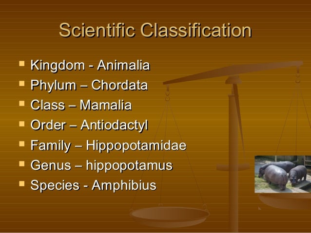 Angus mac donald amazing hippos