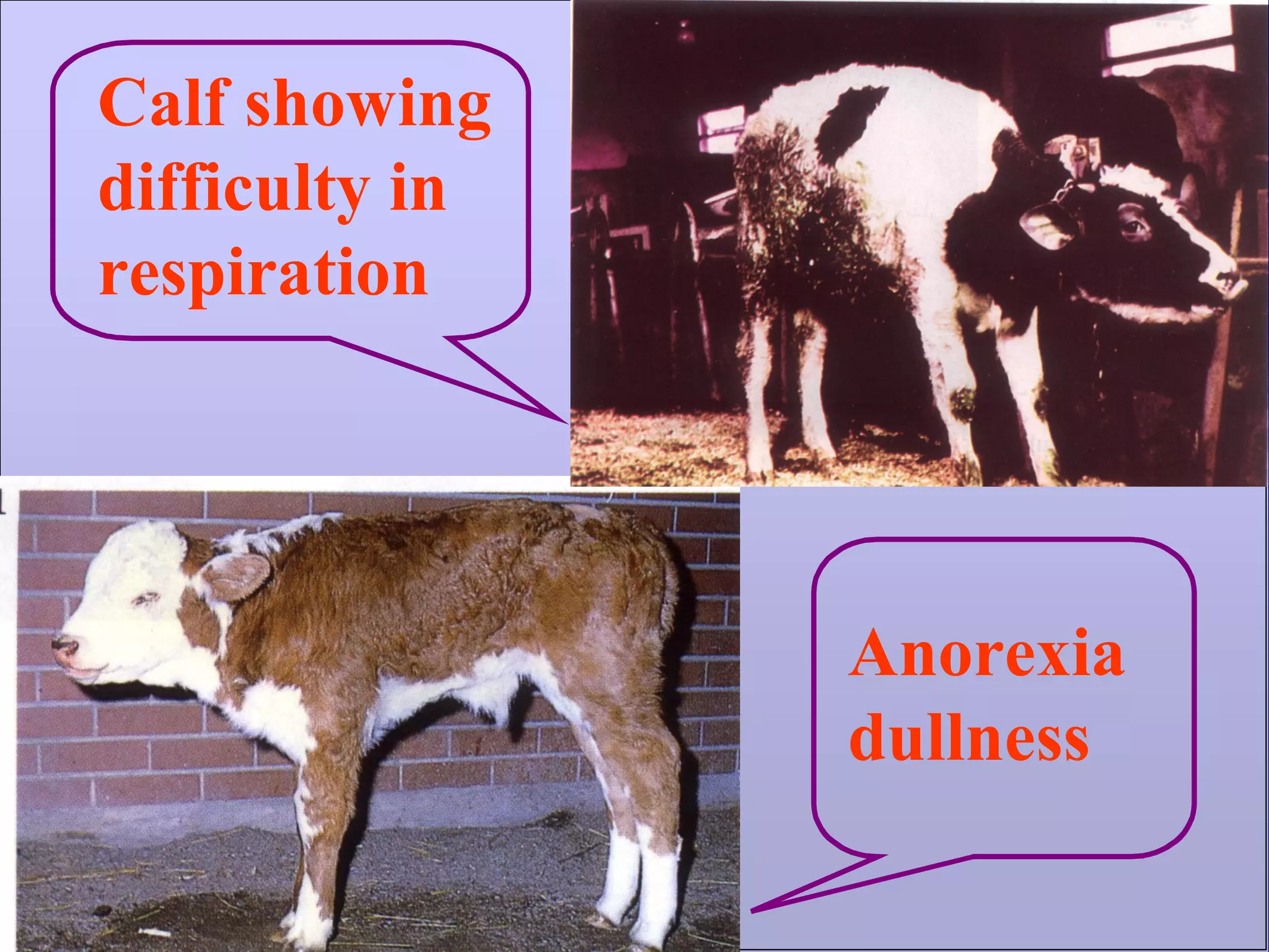 Advantage and Disadvantages of Anti-Inflammatory Drugs In Farm & pet ...