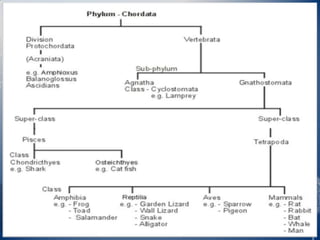 Classification Of Animal Kingdom Flowchart