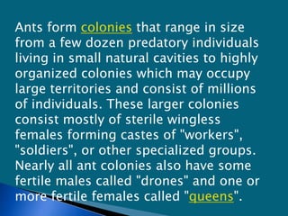 Ants...... | PPTX
