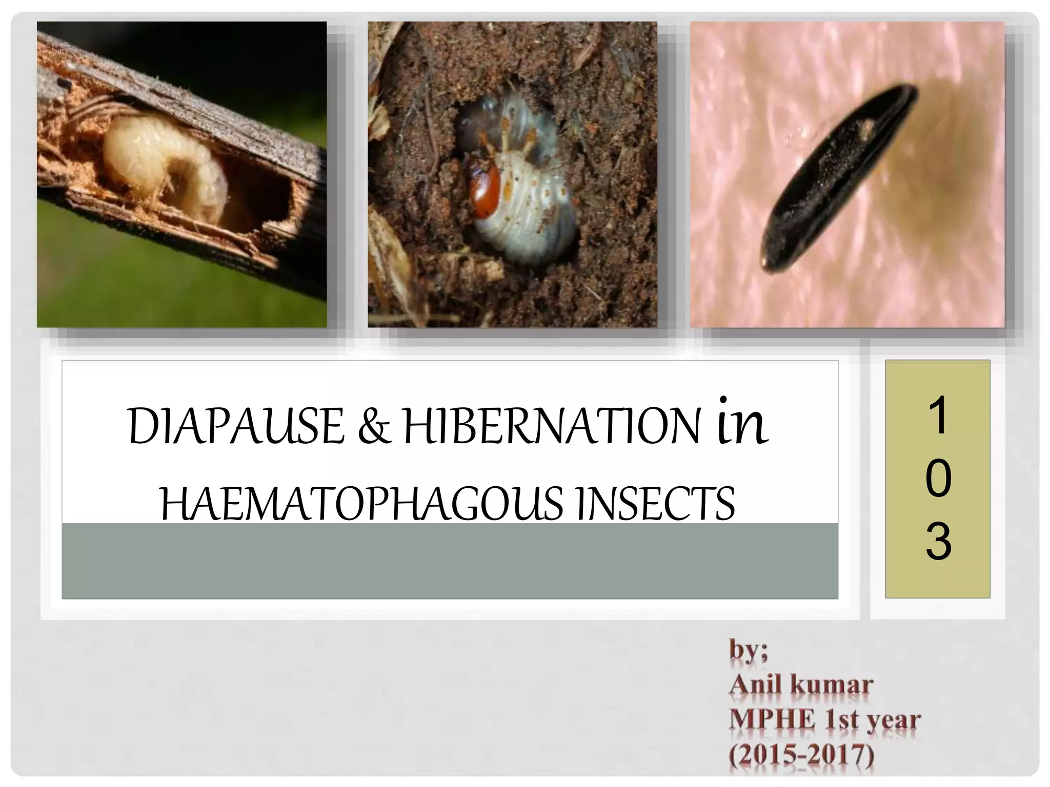 diapause and hibernation in haematophagous insects | PPTX