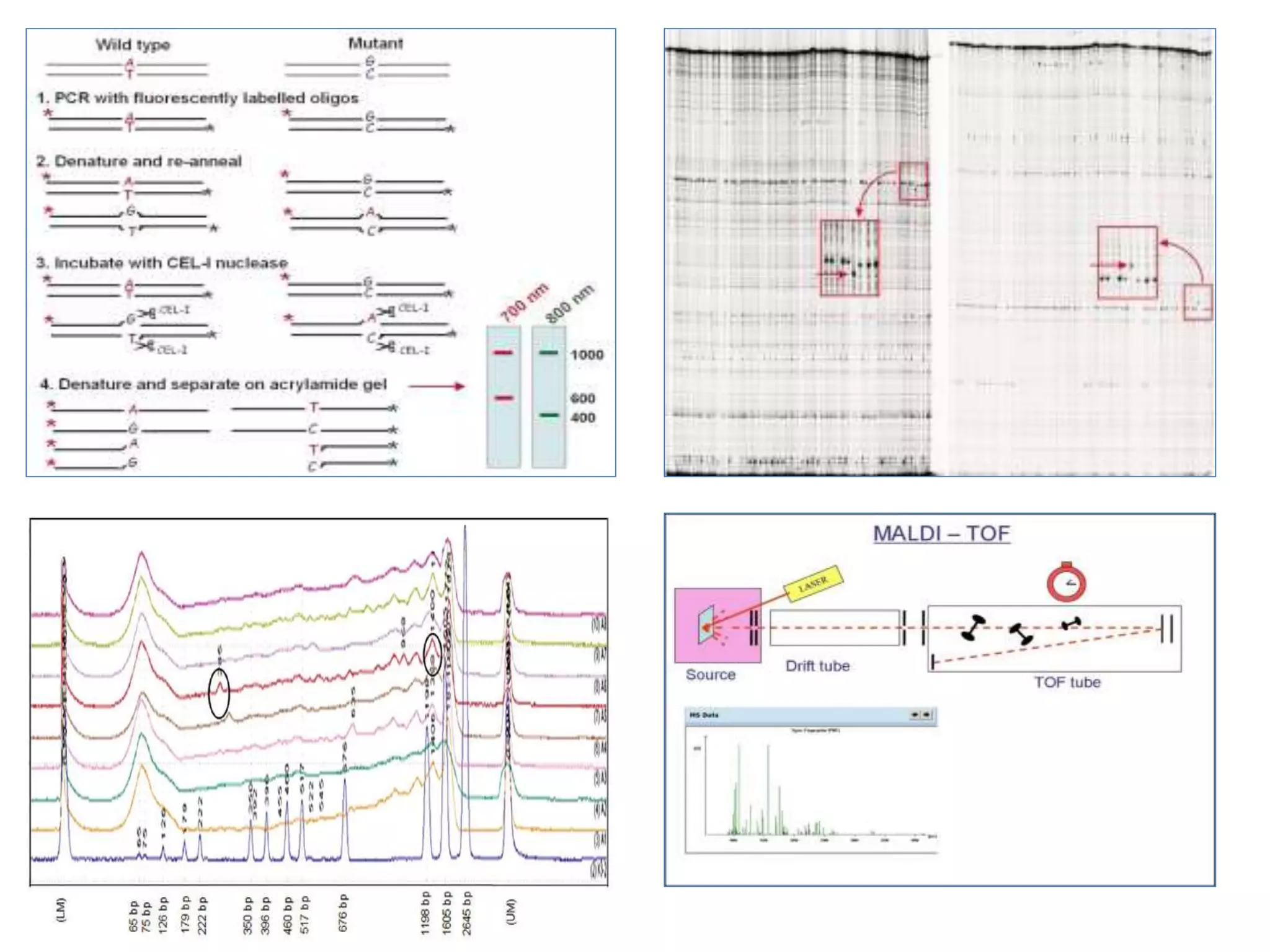 high throughput tilling for functional genomics | PPTX