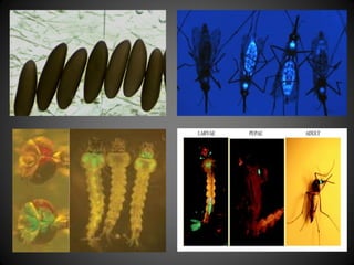Transgenic mosquitoes | PPT