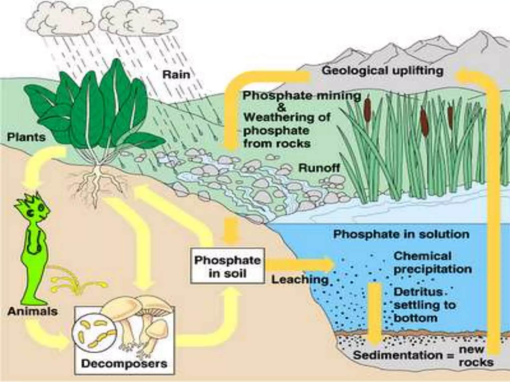 Biogeochemical Cycle | PPT