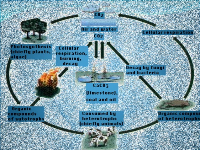Biogeochemical Cycle | PPT