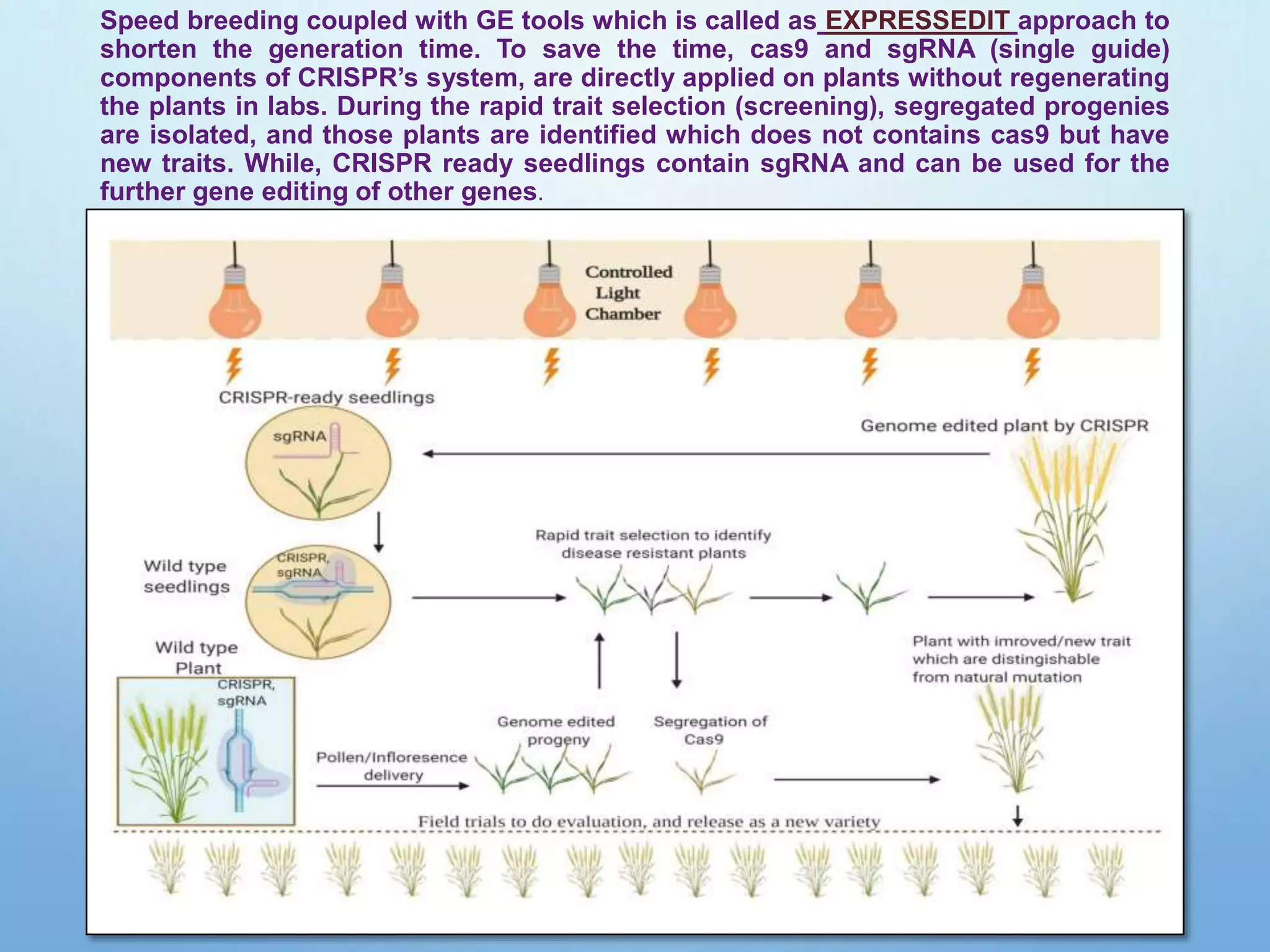 Speed Breeding and its implications in crop improvement | PPTX