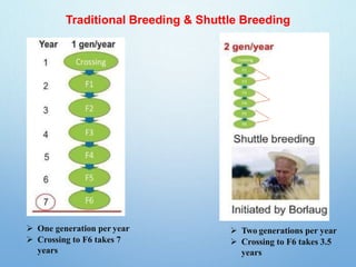 Speed Breeding and its implications in crop improvement | PPT