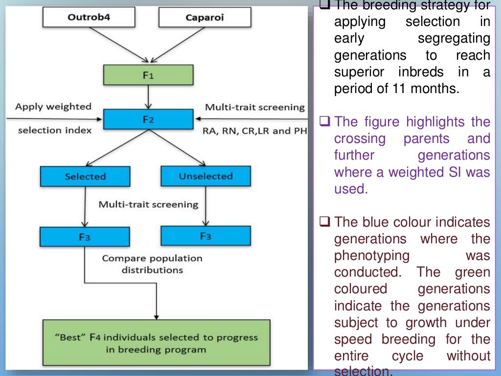 Speed Breeding and its implications in crop improvement